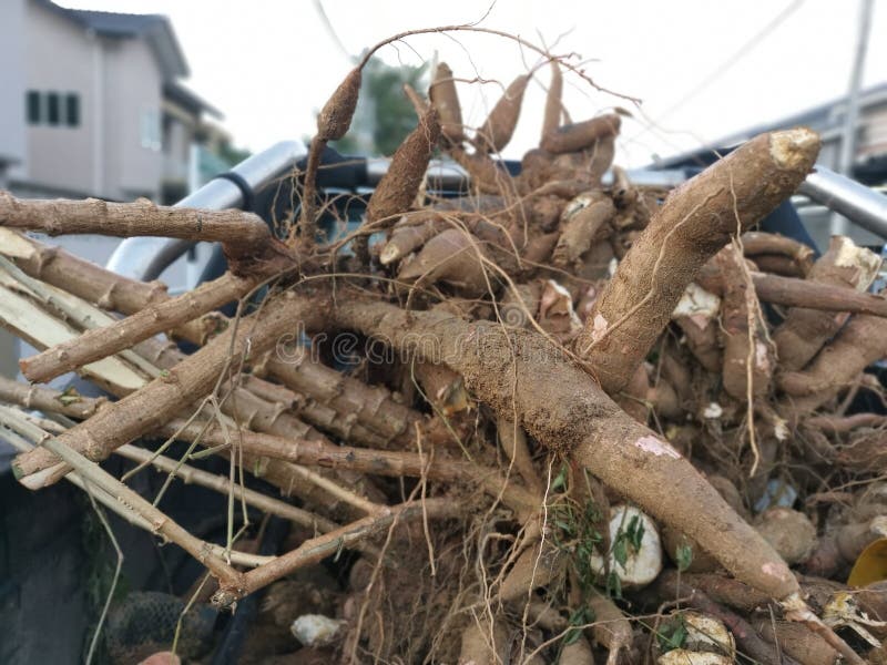 A Truck of Raw Tapioca Root Stock Image - Image of nutrition, aipim ...