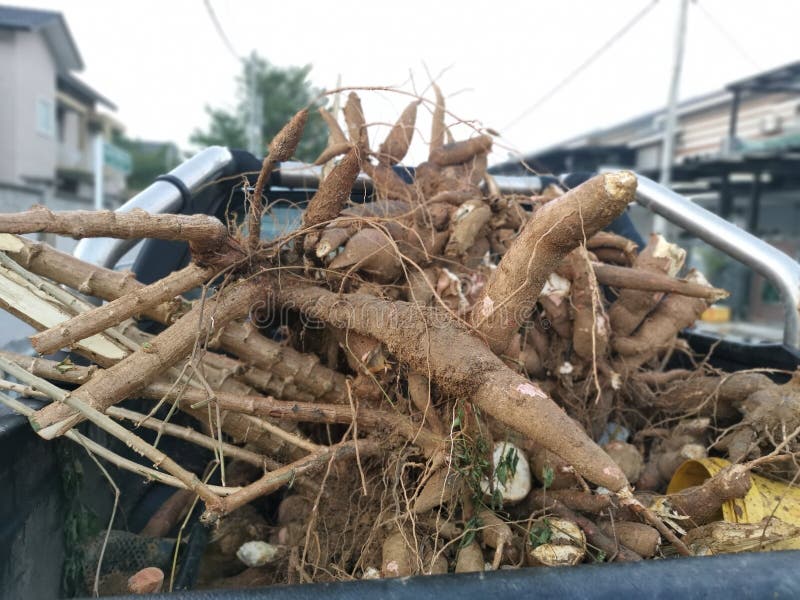 A Truck of Raw Tapioca Root Stock Image - Image of exotic, esculenta ...