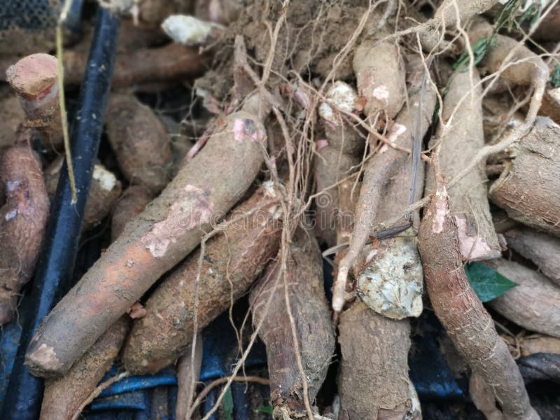 A Truck of Raw Tapioca Root Stock Photo - Image of crop, casava: 191858362