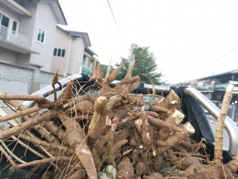A Truck of Raw Tapioca Root Stock Image - Image of farm, asian: 191858723