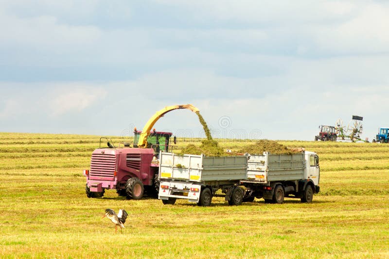 Pull Combine Dumping into Grain Truck Stock Photo - Image of farm, dump ...