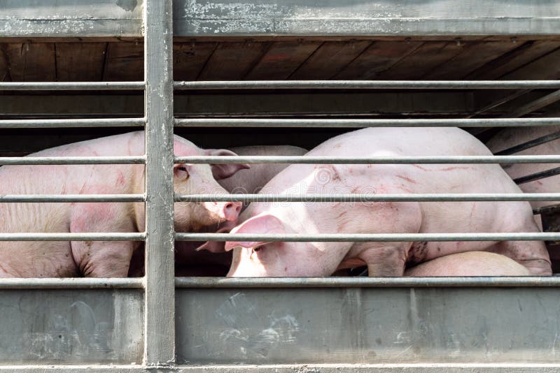 Truck transport pigs stock image. Image of farming, process - 199936355