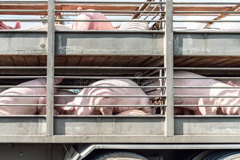 Truck transport pigs stock image. Image of market, process - 199936451
