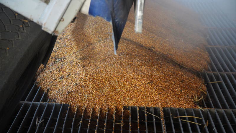 Truck Unloading Grain stock photo. Image of loading, kernerl - 60384246