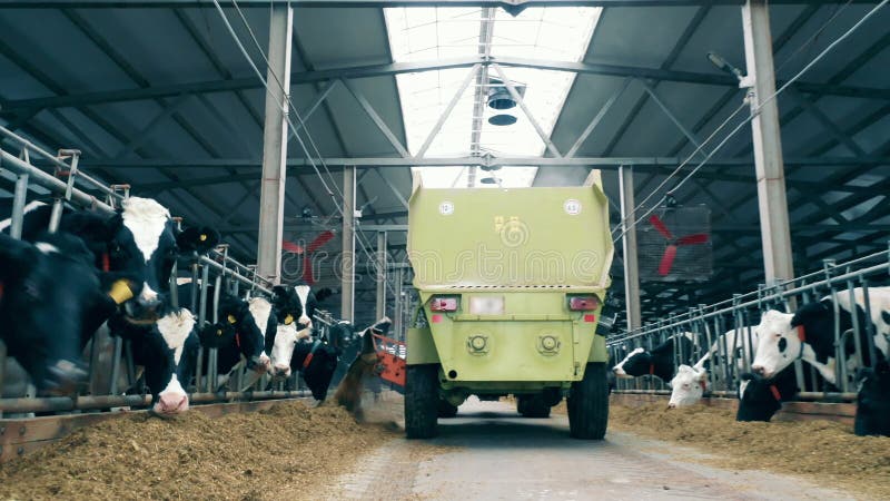 A Truck is Unloading Hay for the Cows in the Cattle Farm Stock Video ...