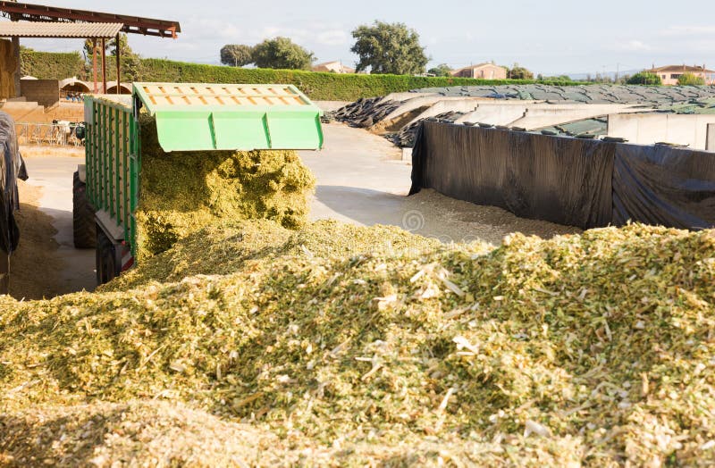 Harvesting of silage stock photo. Image of harvested - 242585012