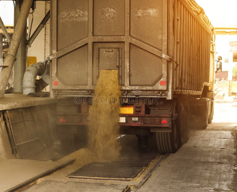 The Truck Unloads Grain at the Grain Storage and Processing Plant, Corn ...