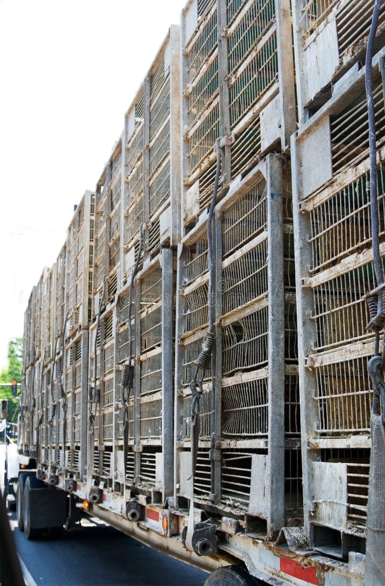 543 Empty Cages Stock Photos - Free & Royalty-Free Stock Photos from ...