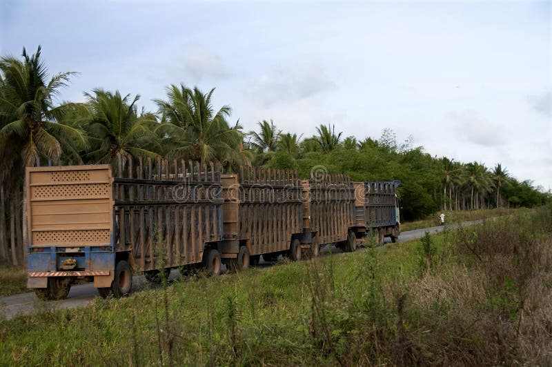 Trucks for Transport of Sugarcane Stock Image - Image of transport ...