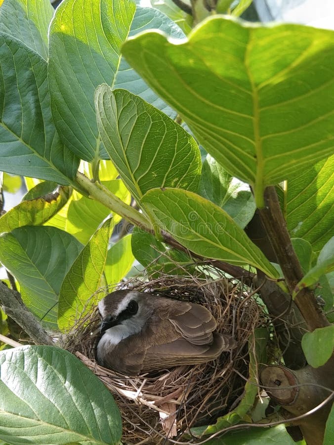 Terucuk Bird Stock Photos - Free & Royalty-Free Stock Photos from ...