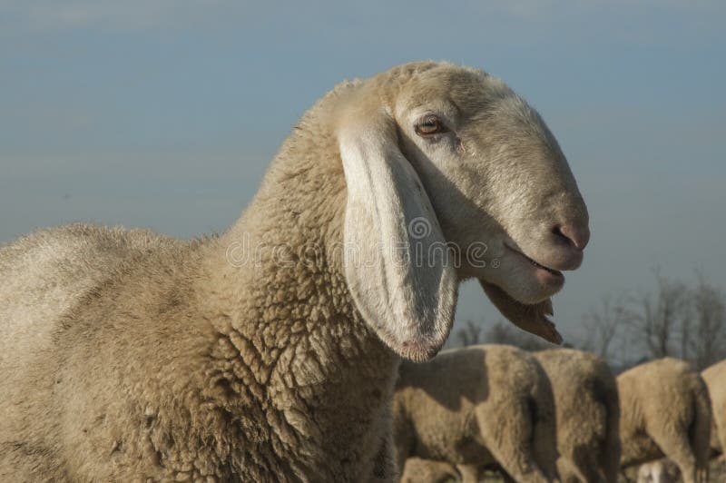 The great sheep escape stock photo. Image of sheep, great - 65210434