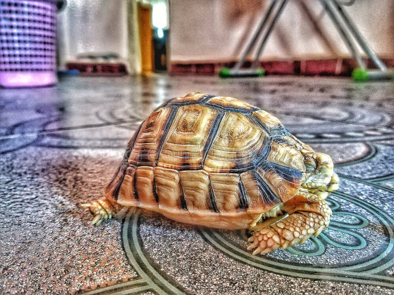 Turtle stock photo. Image of true, turtle, shot, beauty - 135160396
