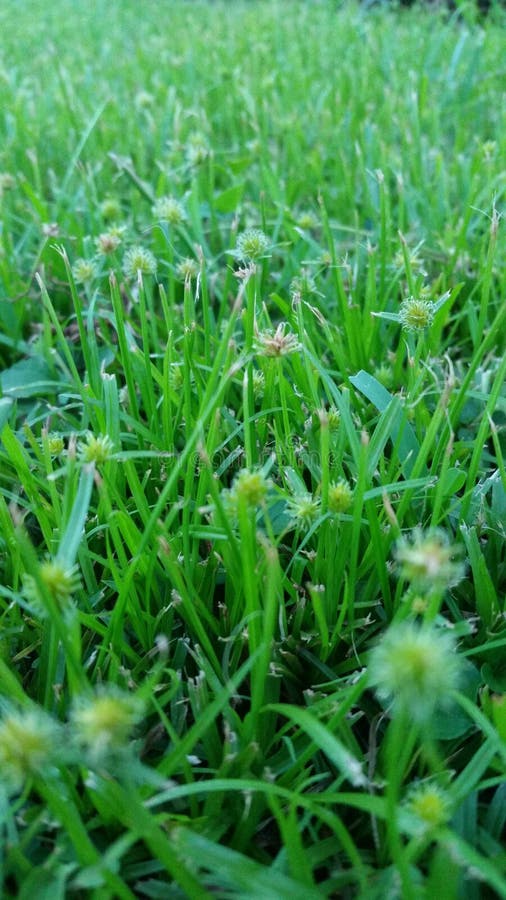 The TRUE BEAUTY GREEN NATURE GRASS. Stock Photo - Image of colour ...