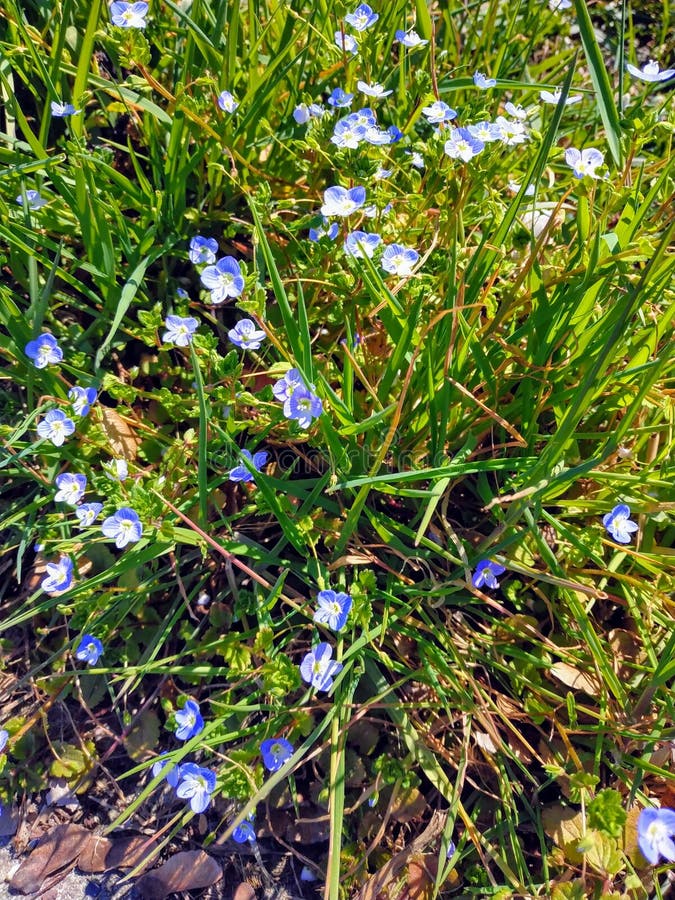 True Beauty is in Small Things! Stock Photo - Image of beauty, small ...