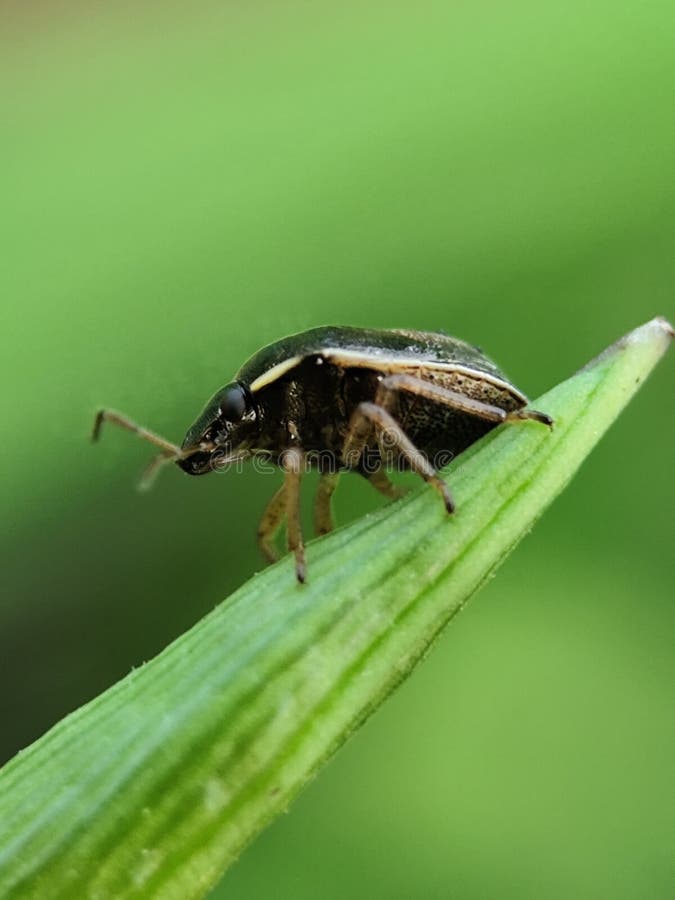 A True Bug Rests Delicately on a Twisting Vine Stem Stock Image - Image ...