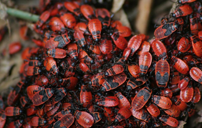 True Bugs stock image. Image of dots, insect, black, texture - 2581613