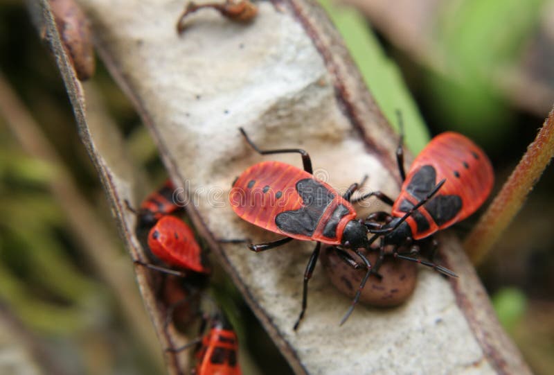 True Bugs in a Pod stock photo. Image of detail, pattern - 2581608