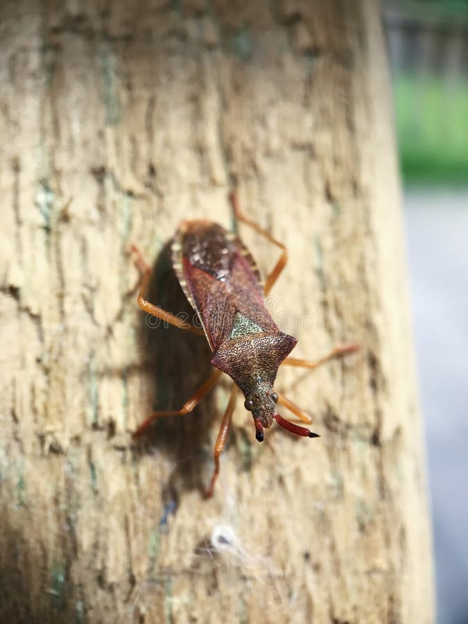 True bugs on a tree stock image. Image of bugs, europe - 99369607