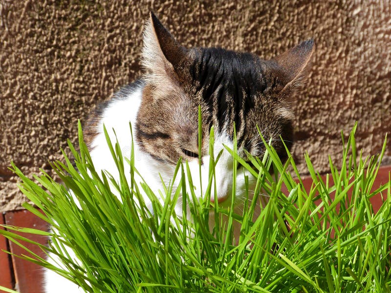 A True Carnivore Picture. Image: 85177764