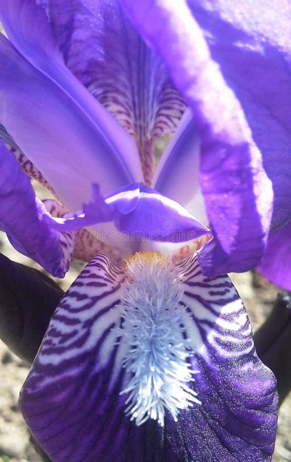 True colourful stock photo. Image of macrophotography - 75073276