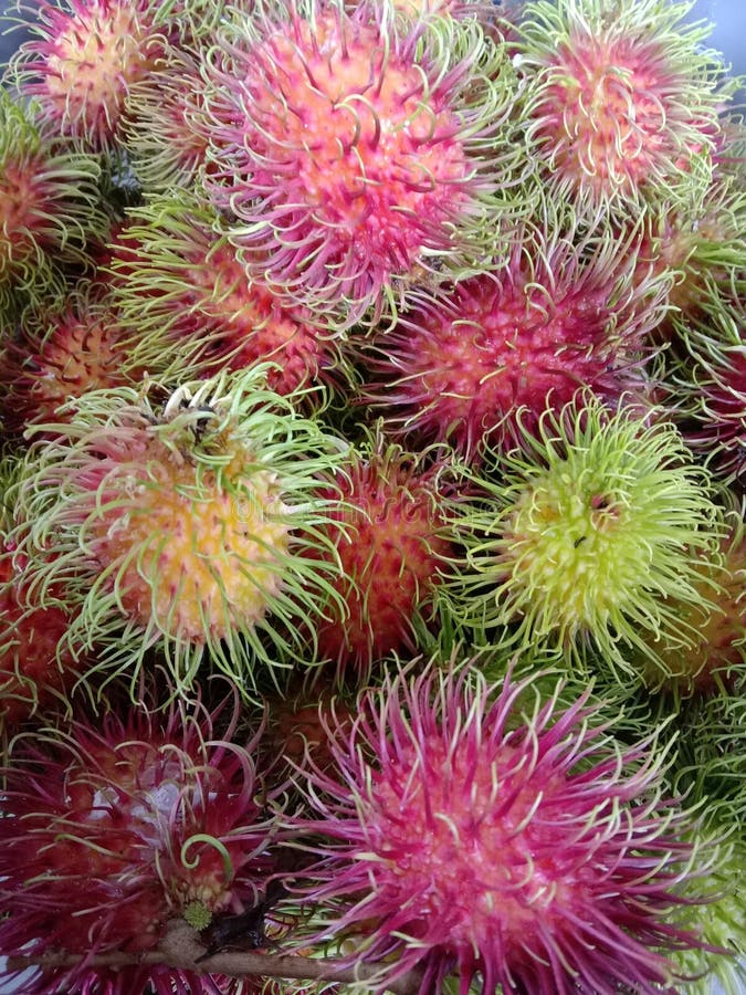 The True Colours of Rambutans Stock Photo - Image of exotic, delicous ...