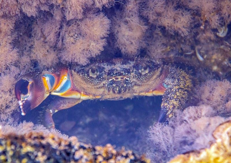 True Crabs. Aquatic Animals in Their Natural Habitat Stock Image ...