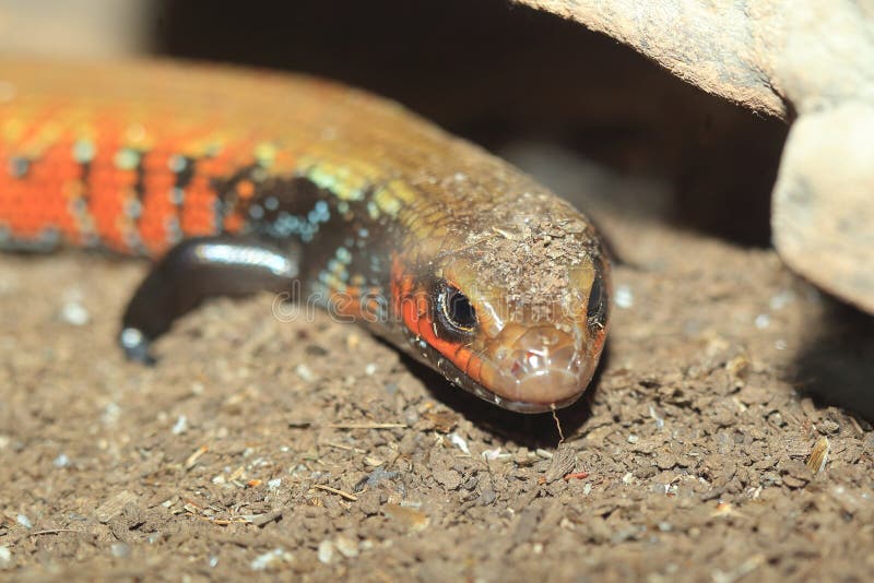 Fire skink stock photo. Image of color, reptilian, fire - 19690790
