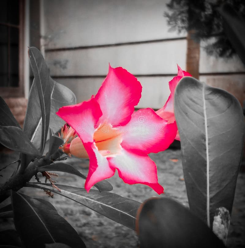 True flower stock image. Image of tropical, peace, flower - 89179331