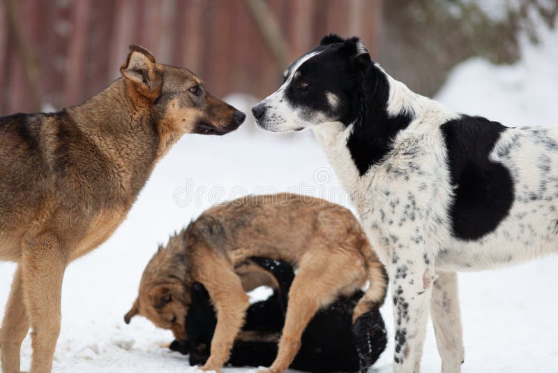 True Friendship and Communication of Street Dogs, Mutual Help and ...
