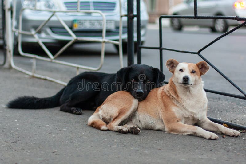 True Friendship and Communication of Street Dogs, Mutual Help and ...