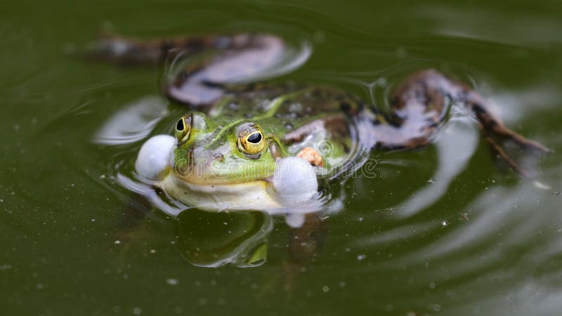 True frog in pond stock photo. Image of nature, fresh - 120806608