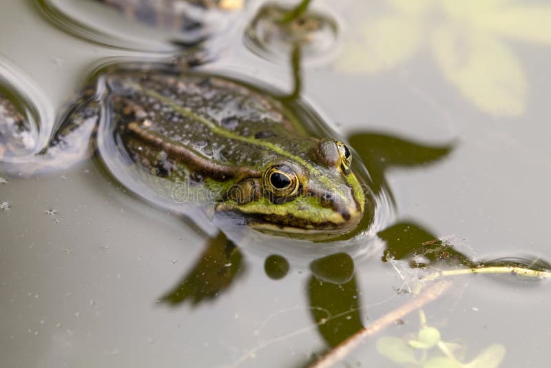 True frog in pond stock image. Image of common, cute - 120806619