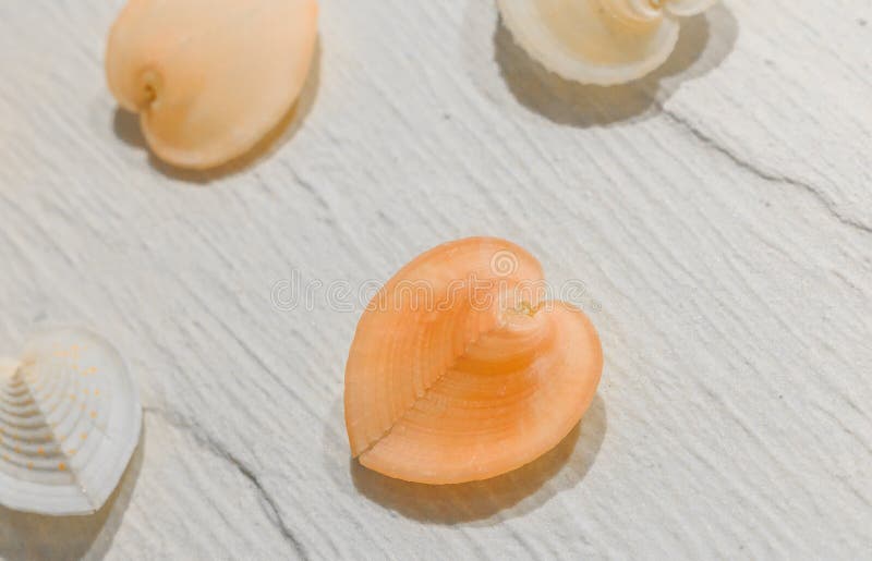 True Heart Cockle stock image. Image of shape, passion - 76311061