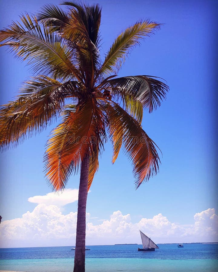 True Island life in action stock photo. Image of scenic - 144403214