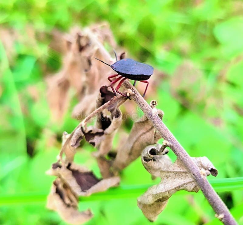 136 Sharp Mouths Stock Photos - Free & Royalty-Free Stock Photos from ...
