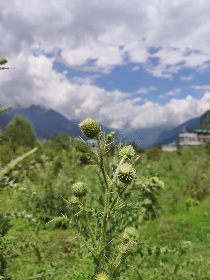 True landscape beauty stock image. Image of prairie - 227126317
