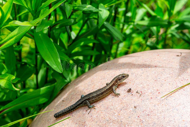 True Lizard stock photo. Image of closeup, wall, wildlife - 194589572