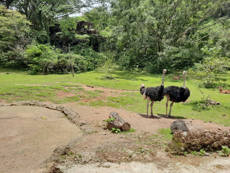 True Love Animals in the Zoo Stock Image - Image of wildlife, animal ...