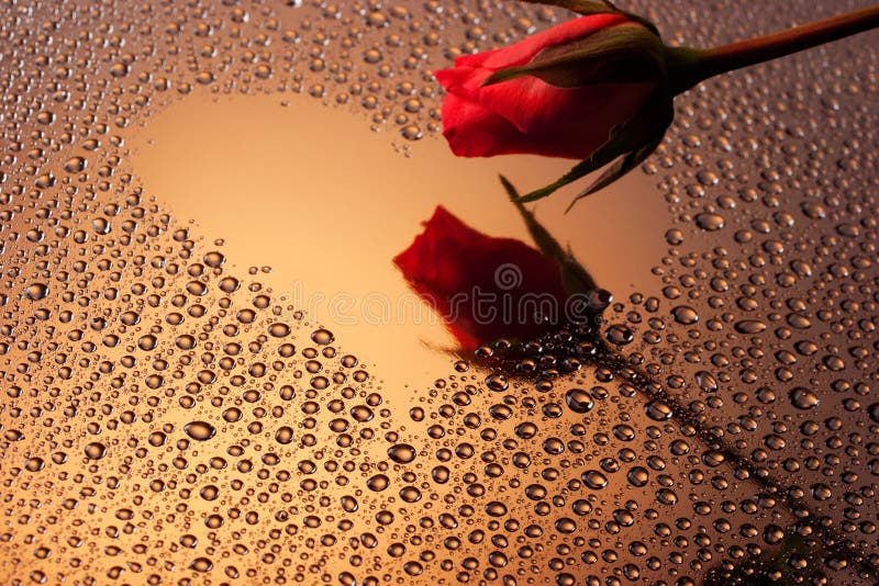 True Love Background Series Stock Image - Image of design, flower: 25171527