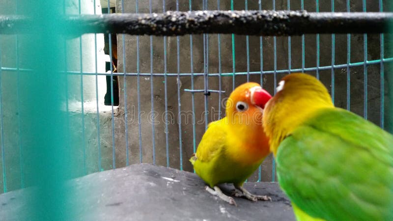 True Love Bird stock image. Image of macaw, wildlife - 265074235