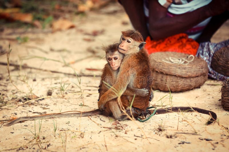 Two Monkeys Hugging Stock Photos - Free & Royalty-Free Stock Photos ...