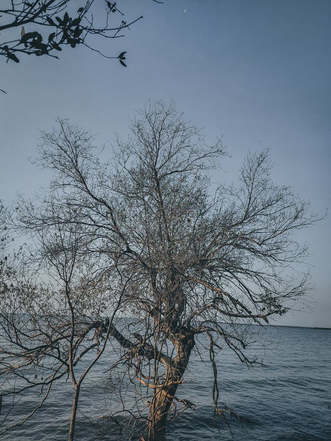 The True Meaning of Life is To Plant a Tree, Under Whose Shade You Do ...