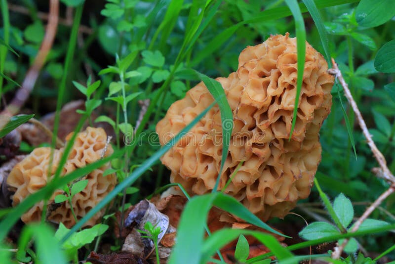 Morchella, the True Morels, is a Genus of Edible Sac Fungi Closely ...