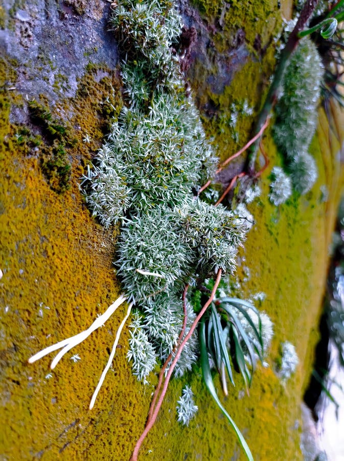 True Mosses or Also Called Leaf Moss or Bryophyta Stock Photo - Image ...