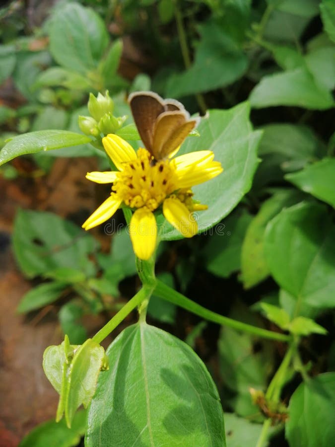 True Natural Nature Green from Nature Make Stock Image - Image of true ...