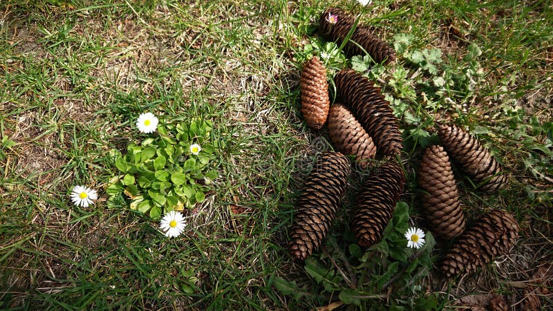 True Nature Background stock photo. Image of peace, planet - 244248976