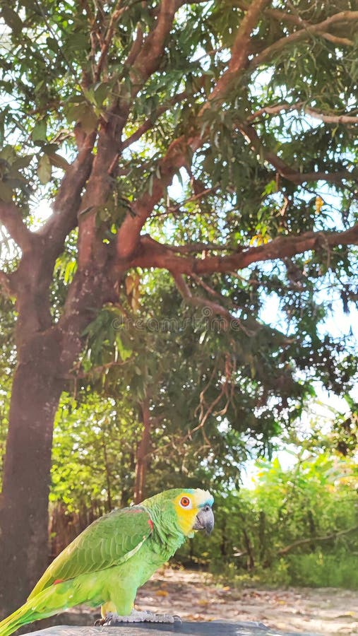 True Parrot, Native To the Amazon. a Bird Rich in Beauty and ...