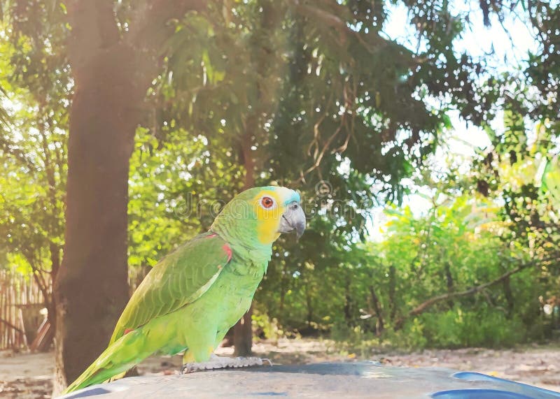 True Parrot, Native To the Amazon. a Bird Rich in Beauty and ...