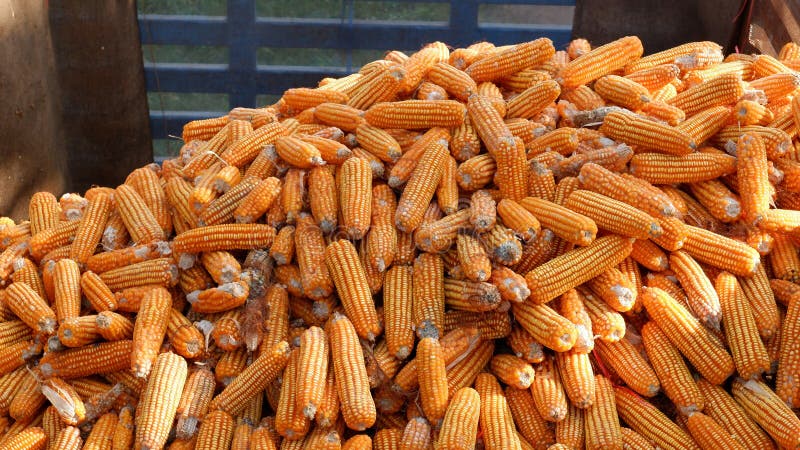 True Picture,Large Quantities of Corn Ready To Be Shipped into Silos ...