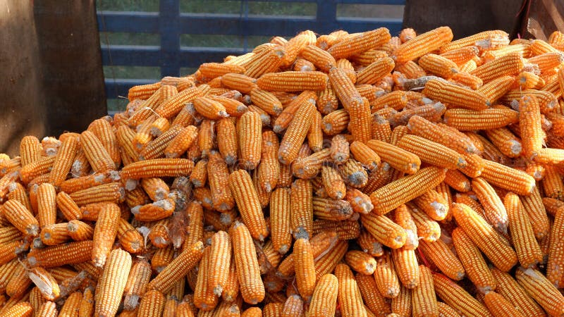 True Picture,Large Quantities of Corn Ready To Be Shipped into Silos ...